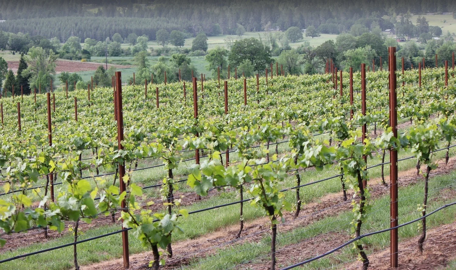 Bennett Vineyards & Wine Company