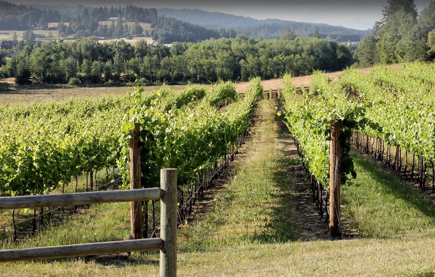 Bennett Vineyards & Wine Company