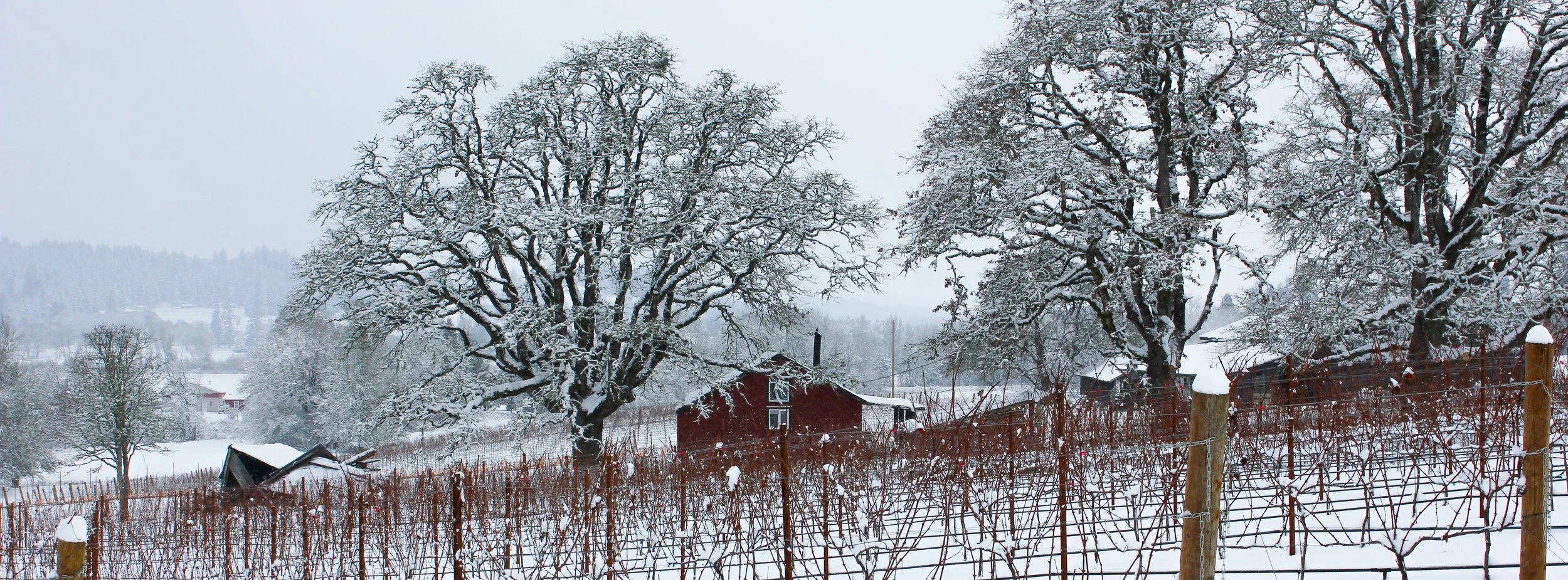 Bennett Vineyards & Wine Company