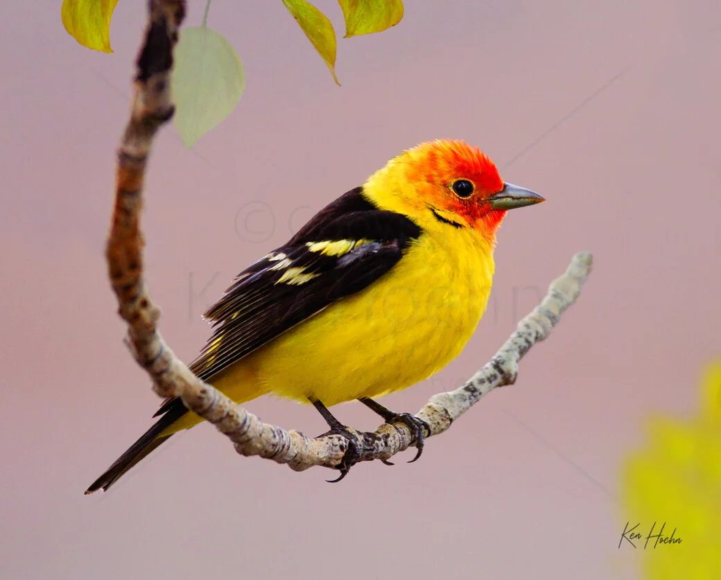 Limited Editions — The Ken Hoehn Gallery