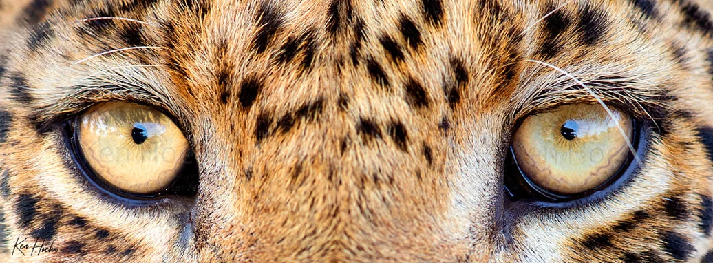 Wild Eyes — The Ken Hoehn Gallery