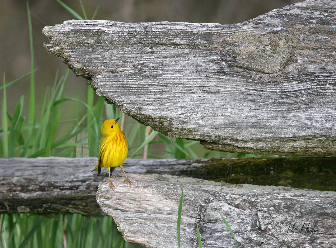 Limited Editions — The Ken Hoehn Gallery