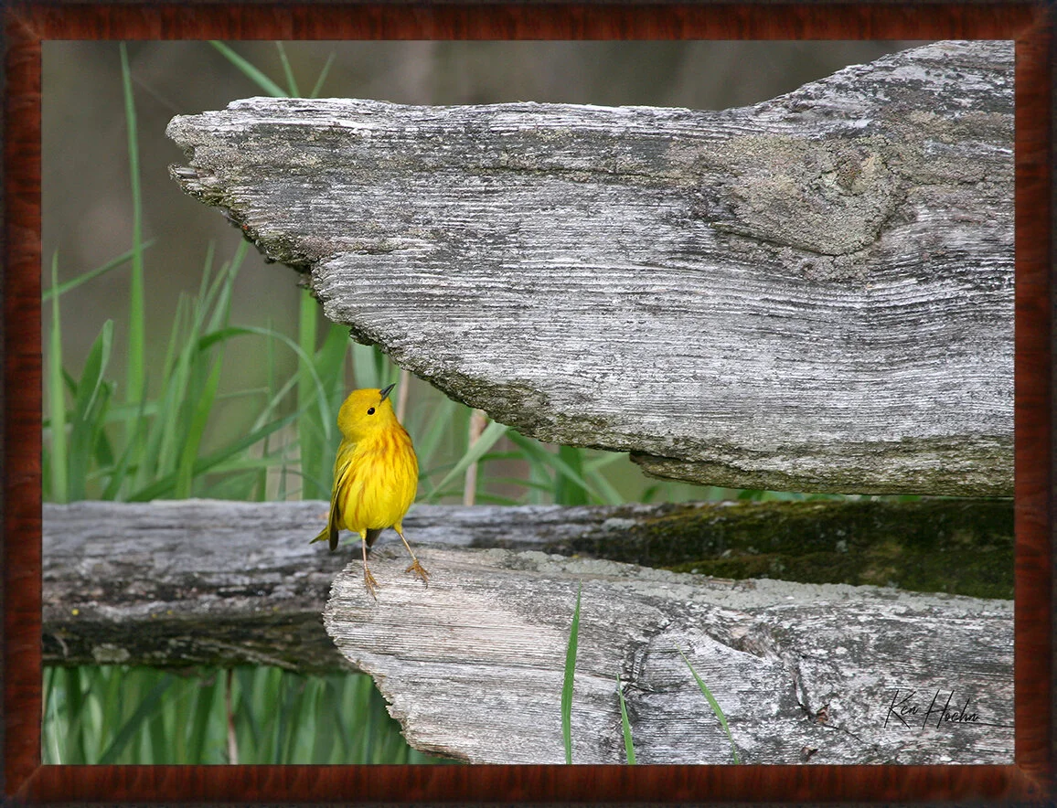 Remembering Steve Irwin — The Ken Hoehn Gallery