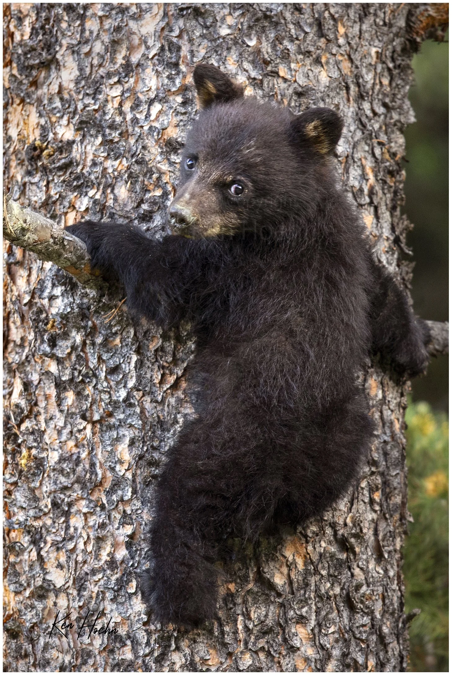 Lookin' Back at Banff — The Ken Hoehn Gallery