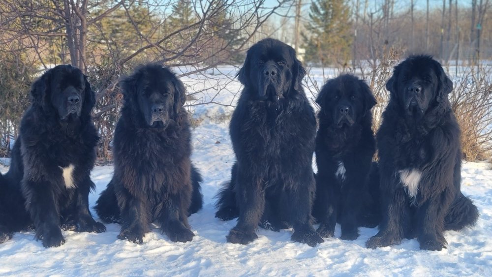 Are Newfoundlands From Newfoundland