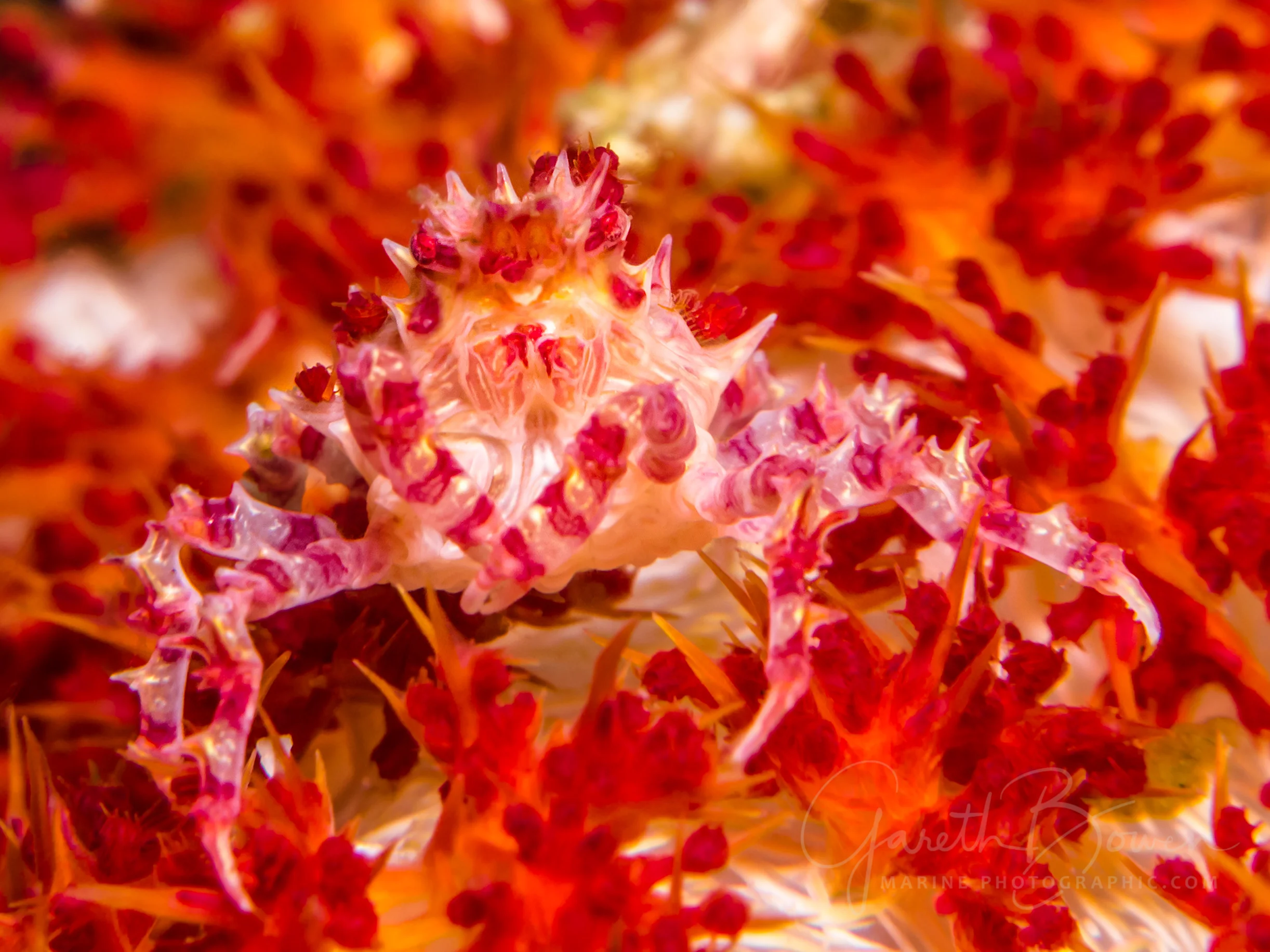 Crustaceans [Arthropoda] — marinephotographic.com