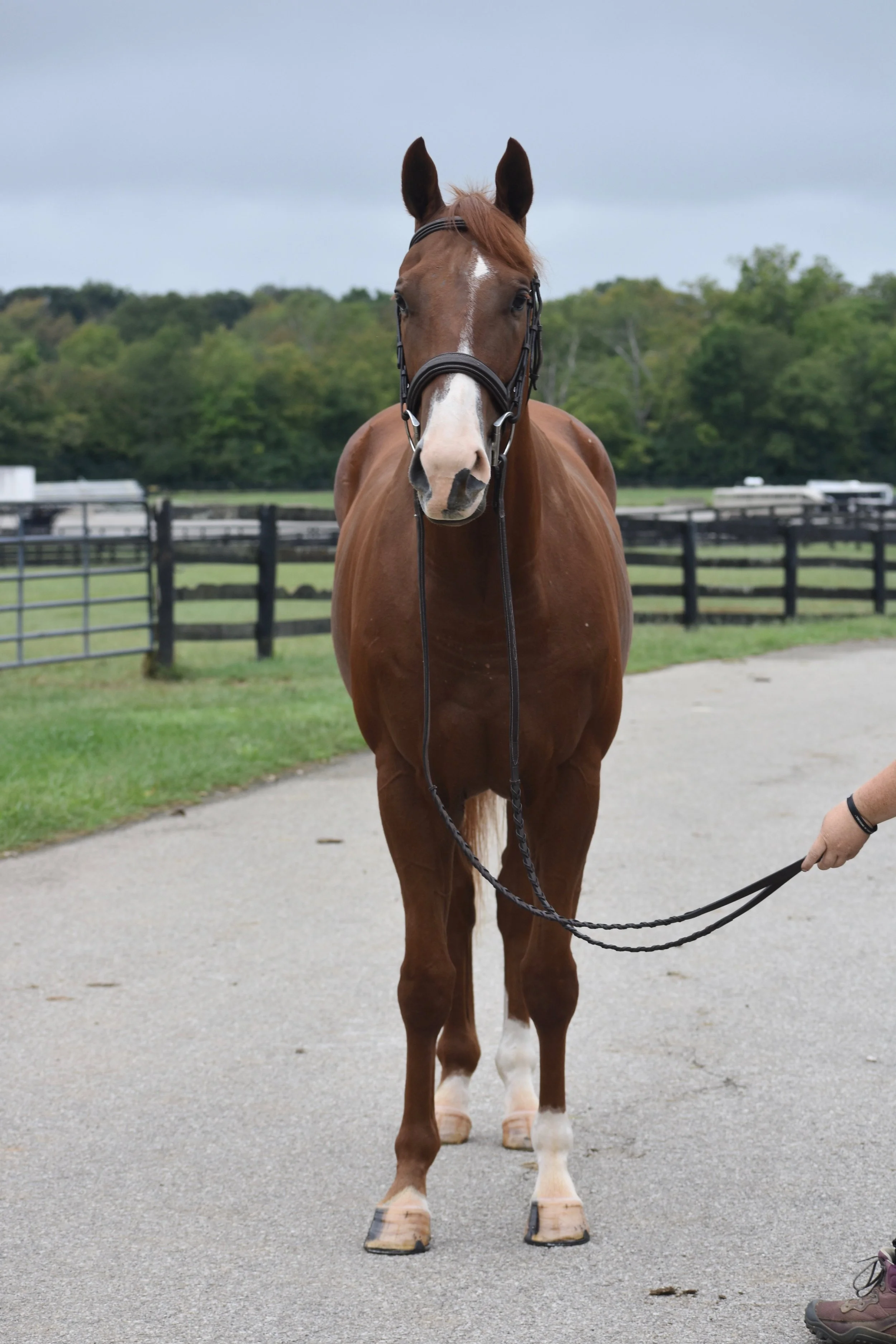 Available Horses — The Secretariat Center