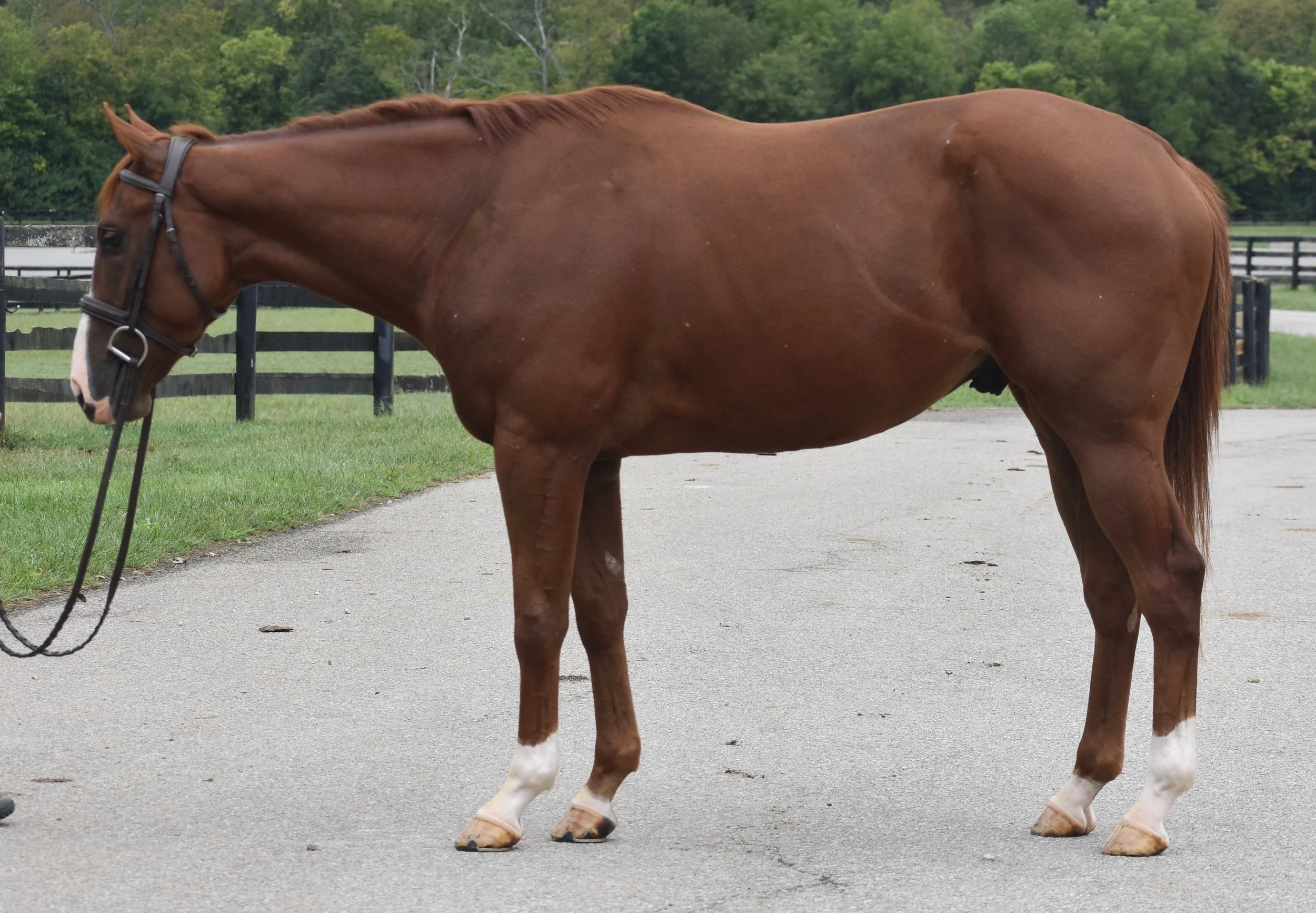 Available Horses — The Secretariat Center