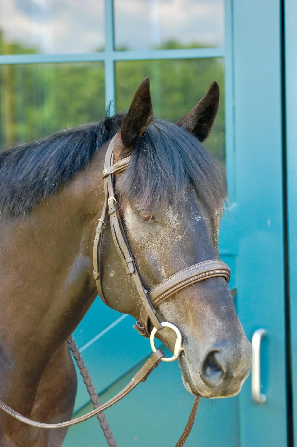 Available Horses — The Secretariat Center