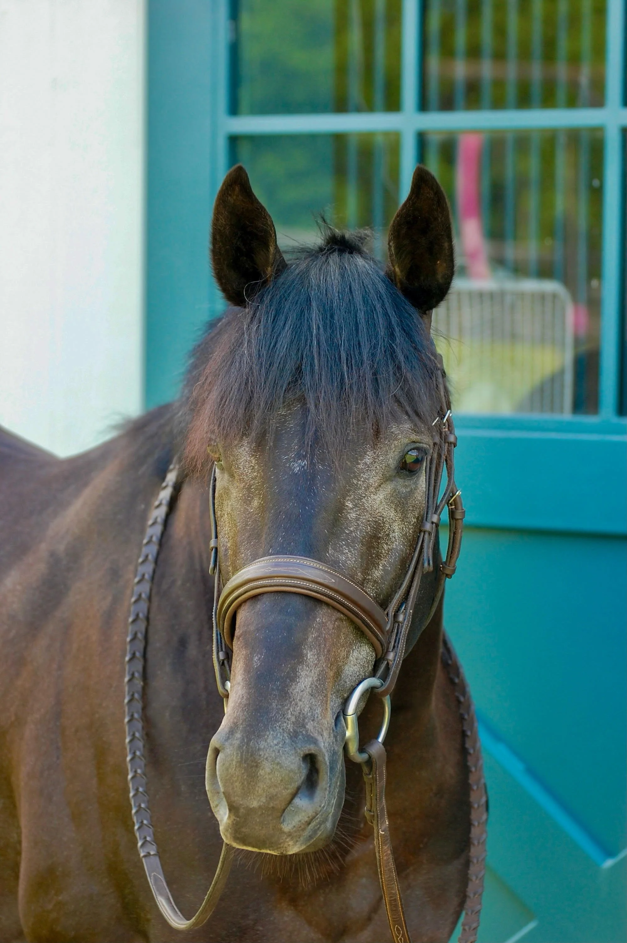 Available Horses — The Secretariat Center
