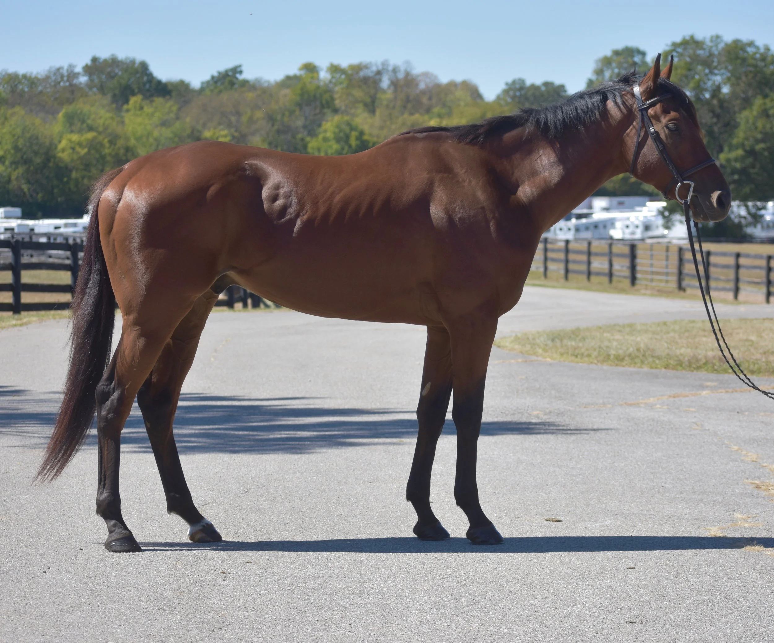 Available Horses — The Secretariat Center