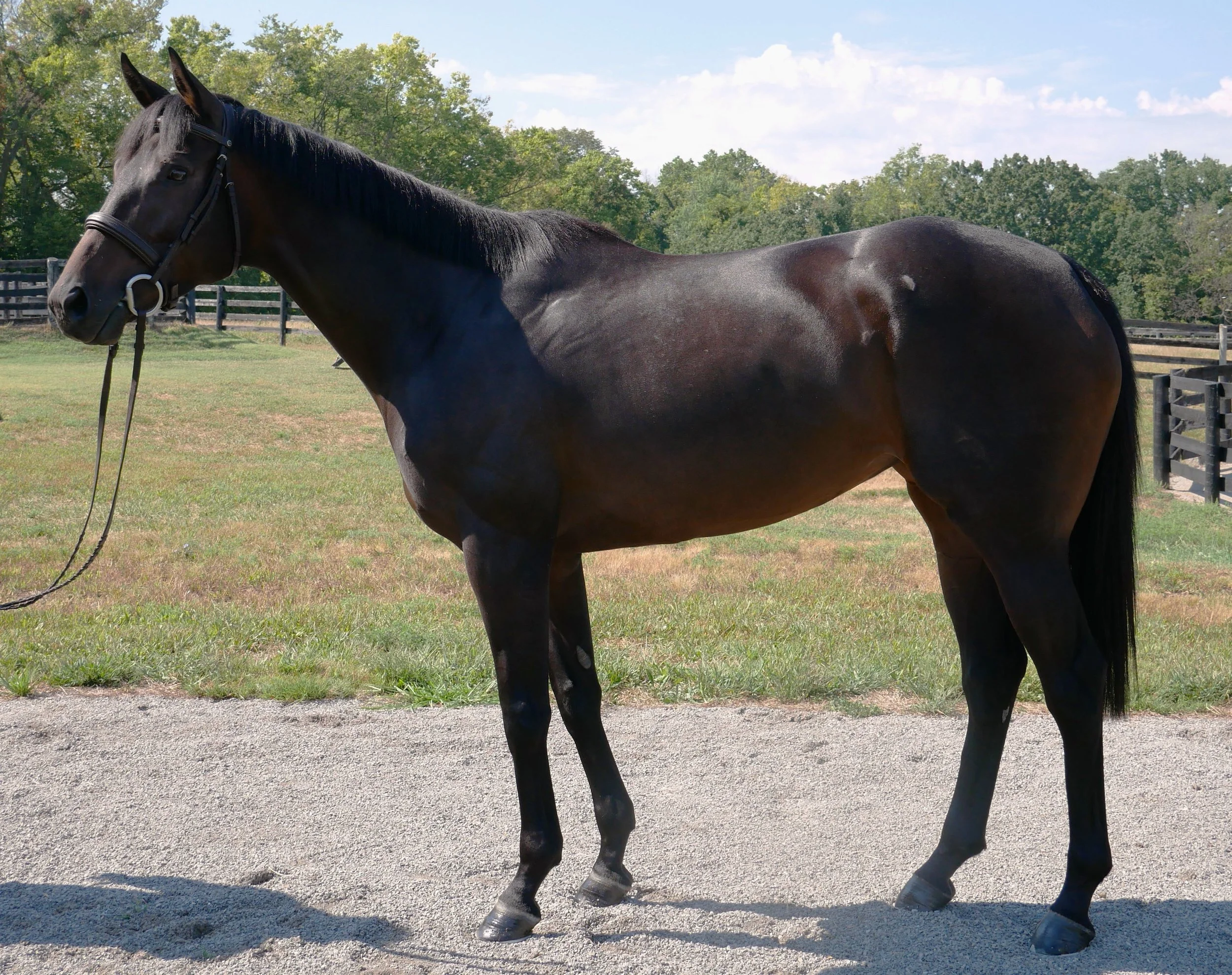 Adopt a Retrained OTTB | Available Horses – Secretariat Center — The ...