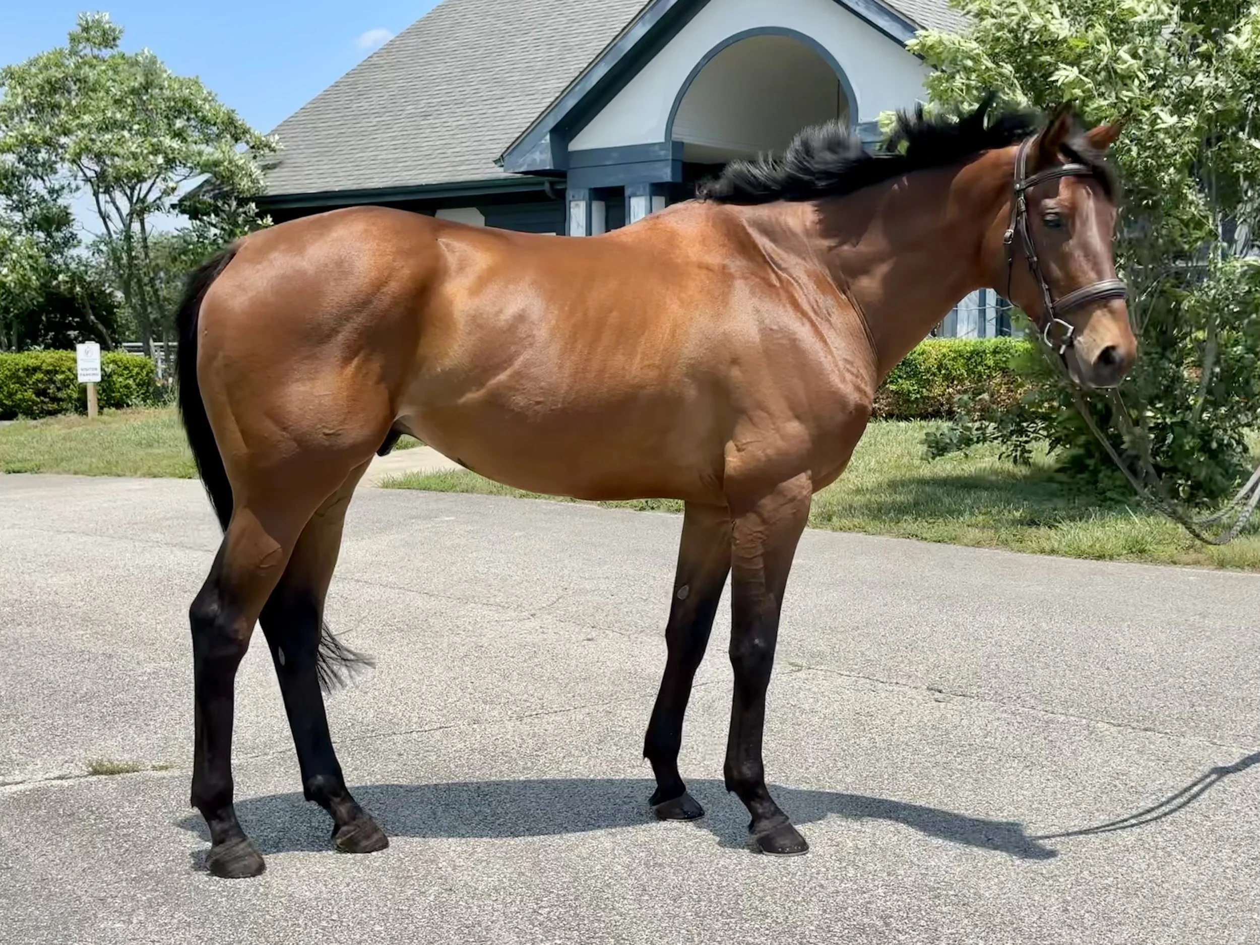 Thoroughbred Horses