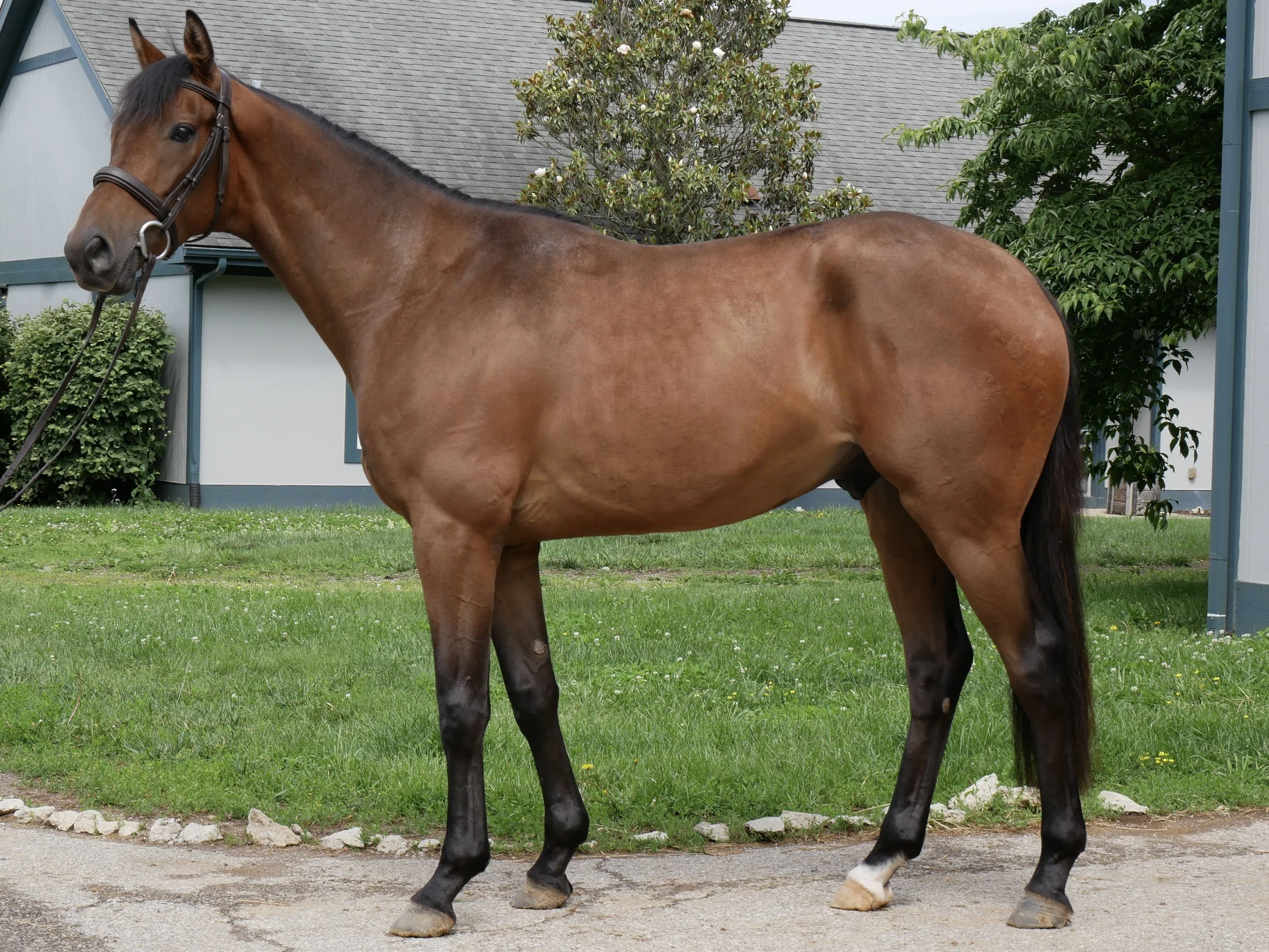 Adopt a Retrained OTTB | Available Horses – Secretariat Center — The Secretariat Center
