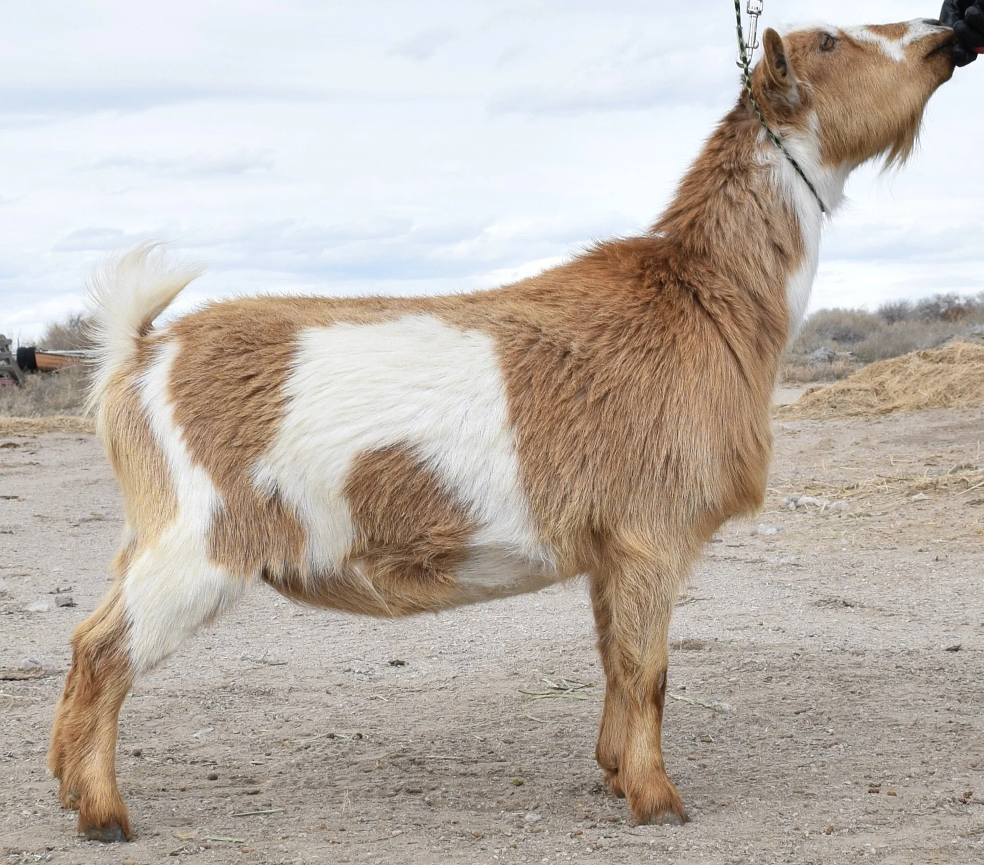 Three Year Old Does — Quaking Canopy Farm Nigerian Dwarf Dairy Goats