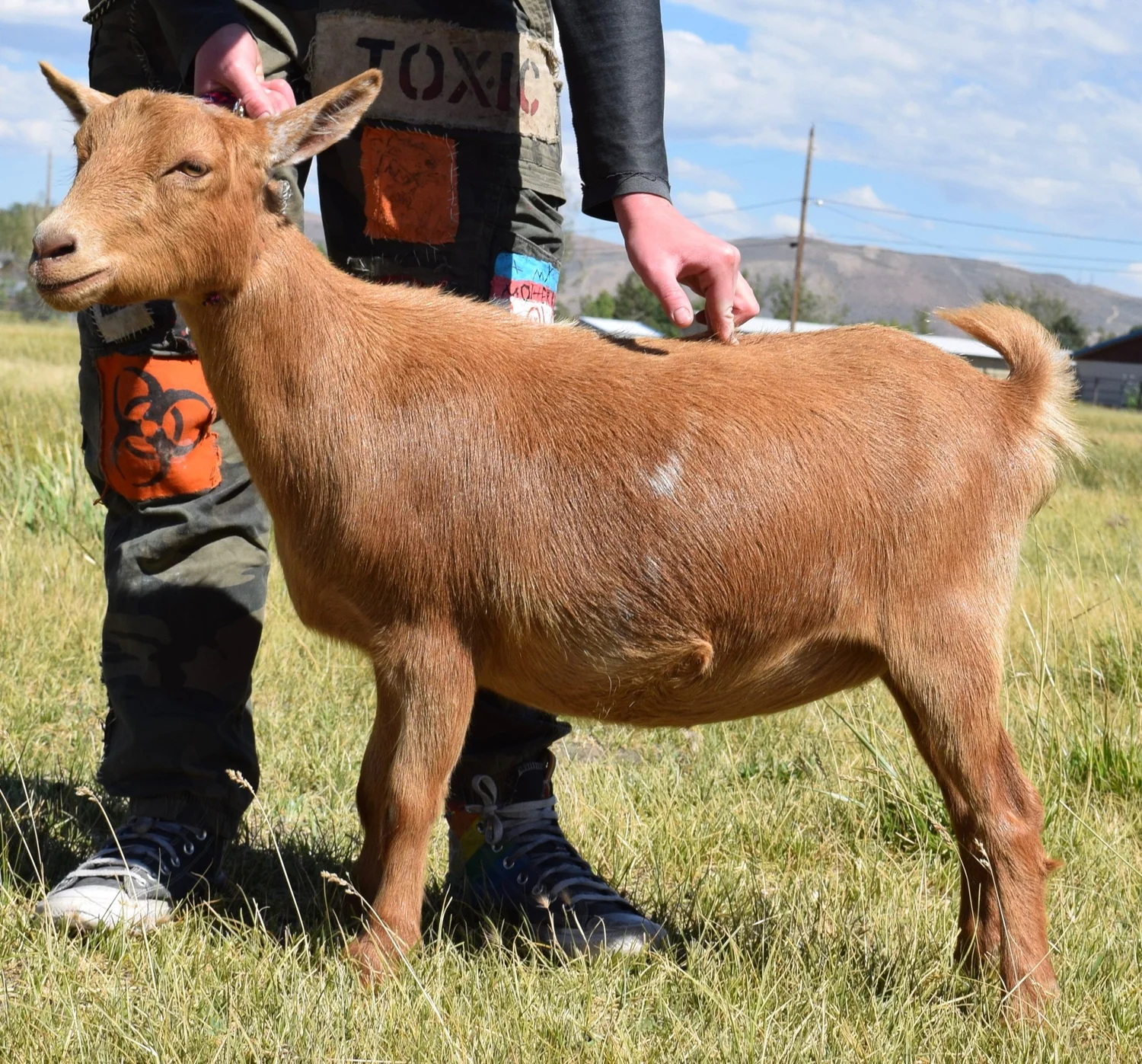 Old Washoe HA Bankroll — Quaking Canopy Farm Nigerian Dwarf Dairy Goats
