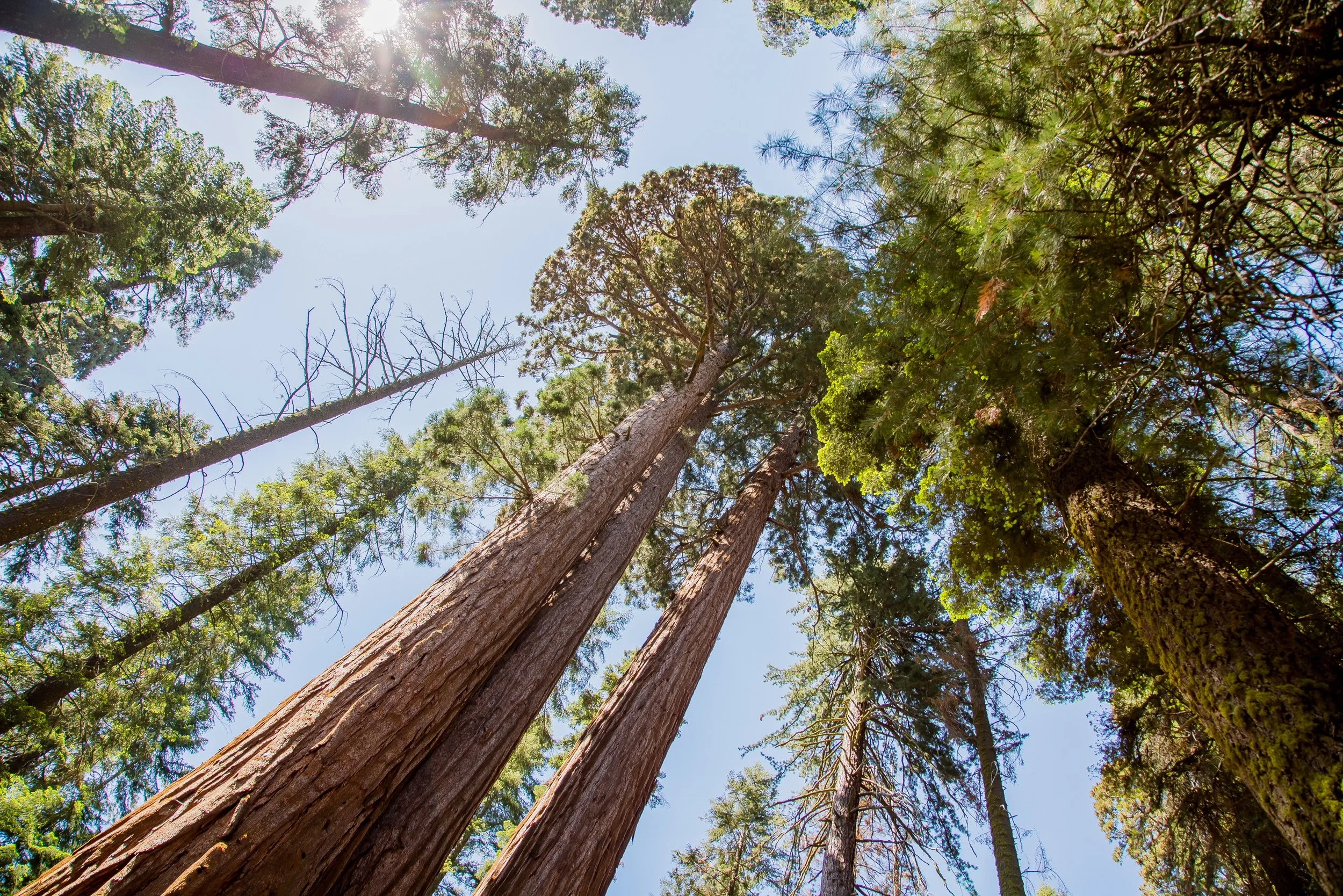 Tending Trees — Merilee Barnard