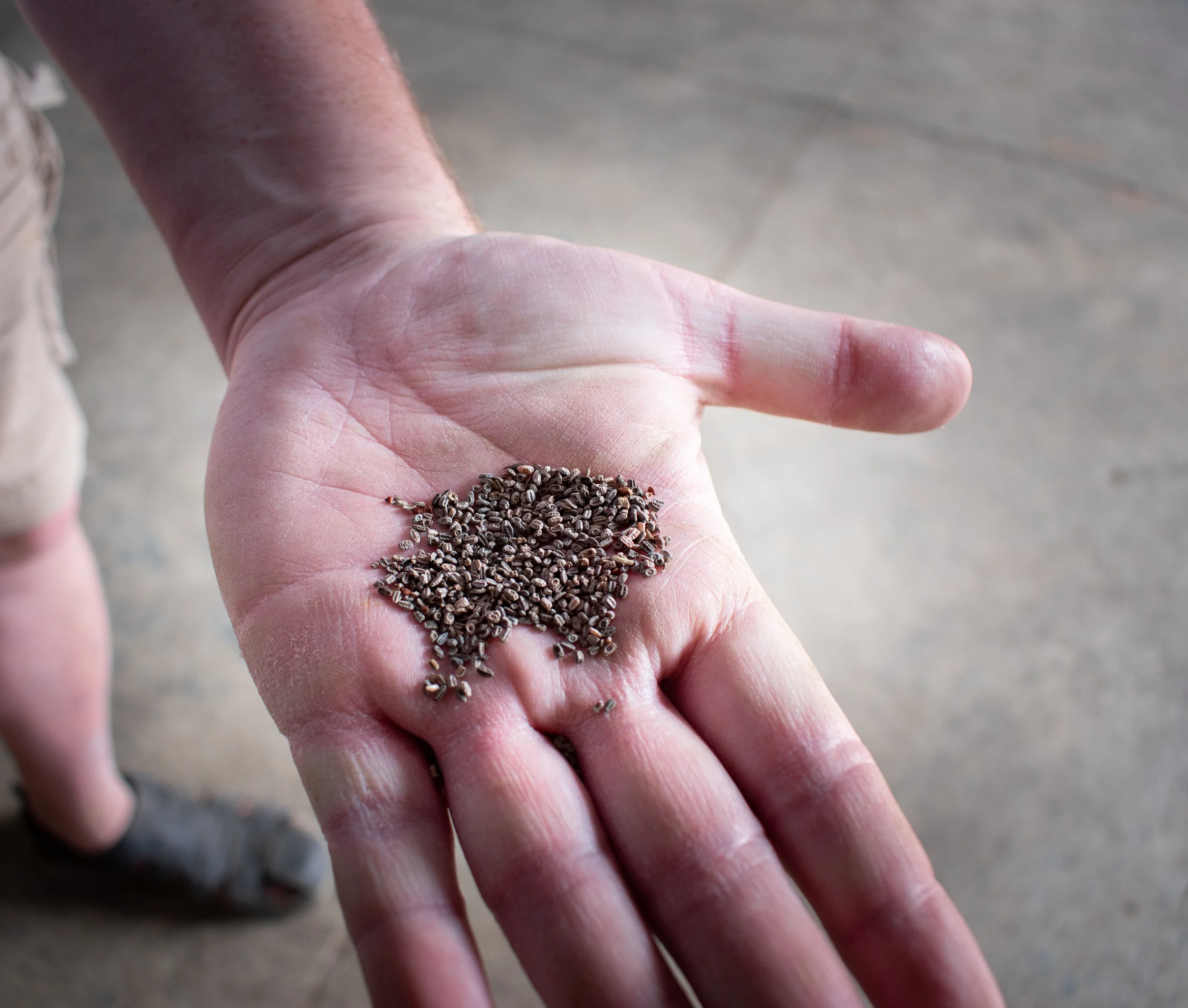 "Ernst Conservation Seeds" — DHARSHINI JOSEPH LANDSCAPE ARCHITECTURE