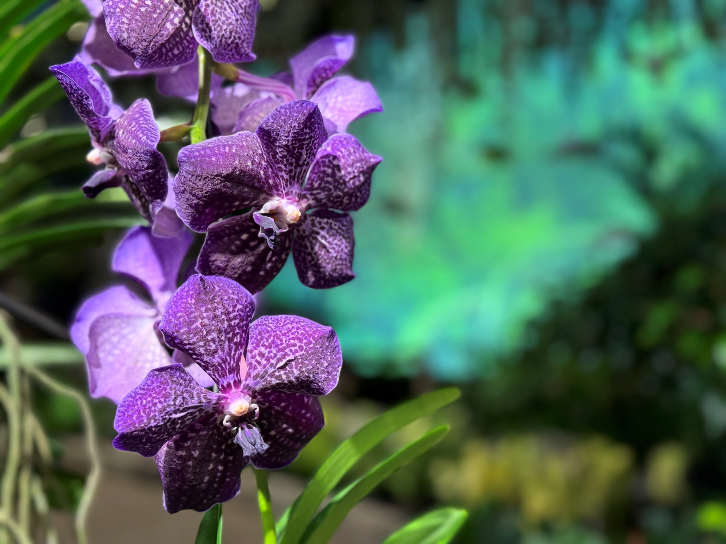 Åsby Hem och Trädgård