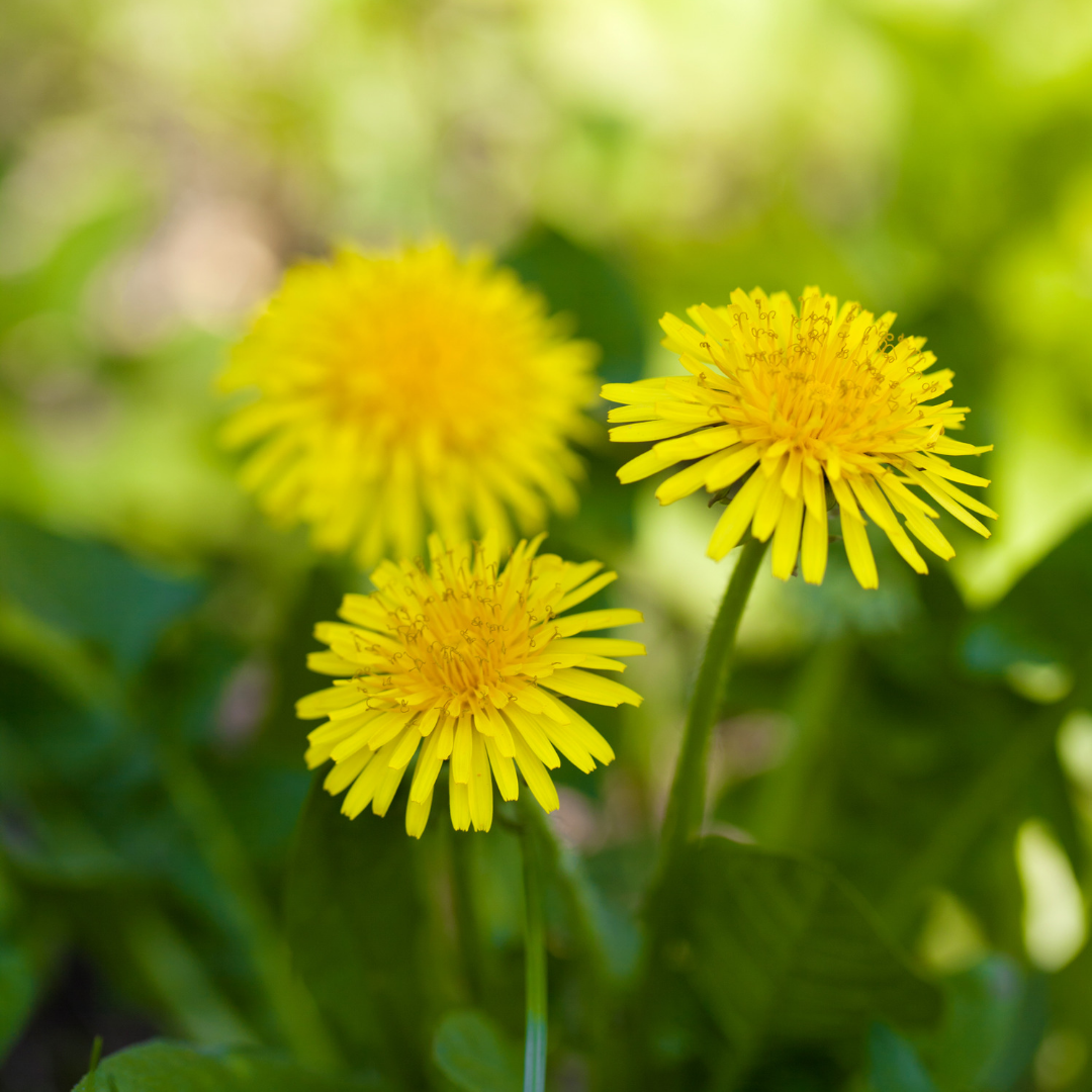 How To Dye With Dandelions Natural Dye Plant Dye Bundle Dyeing Eco 