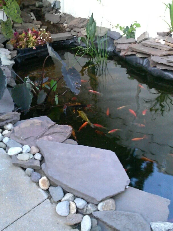 Ponds — Anderson Aquariums