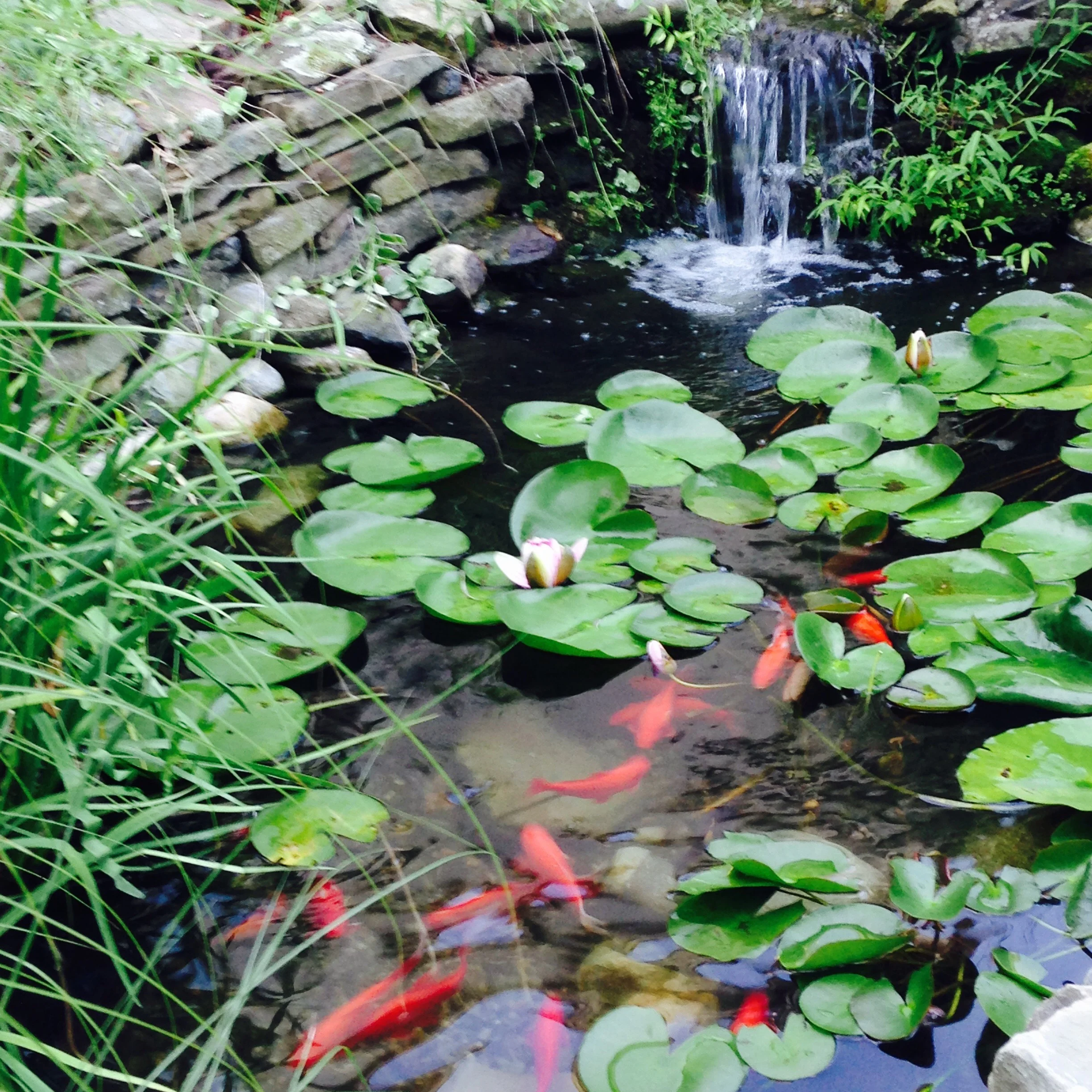 Ponds — Anderson Aquariums