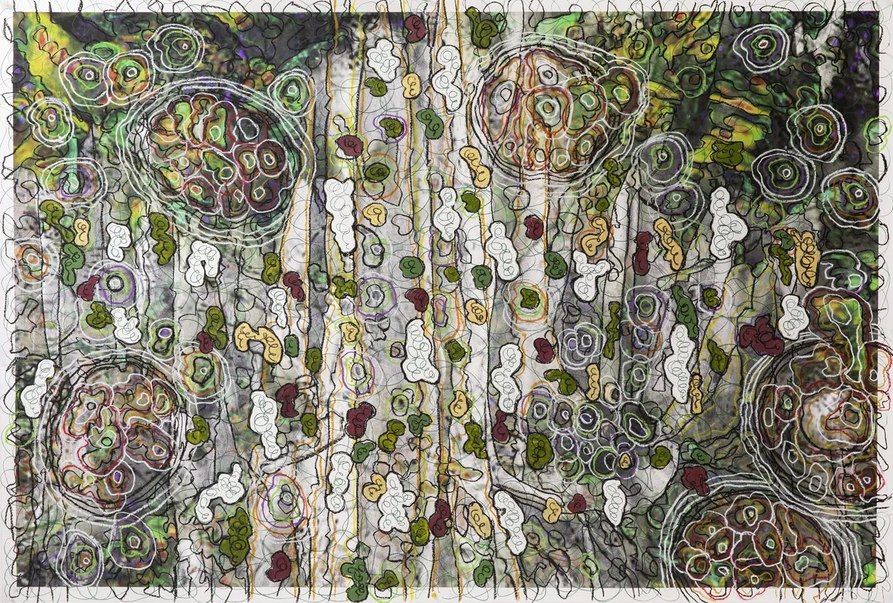 Biomes drawings — COSTAS PICADAS