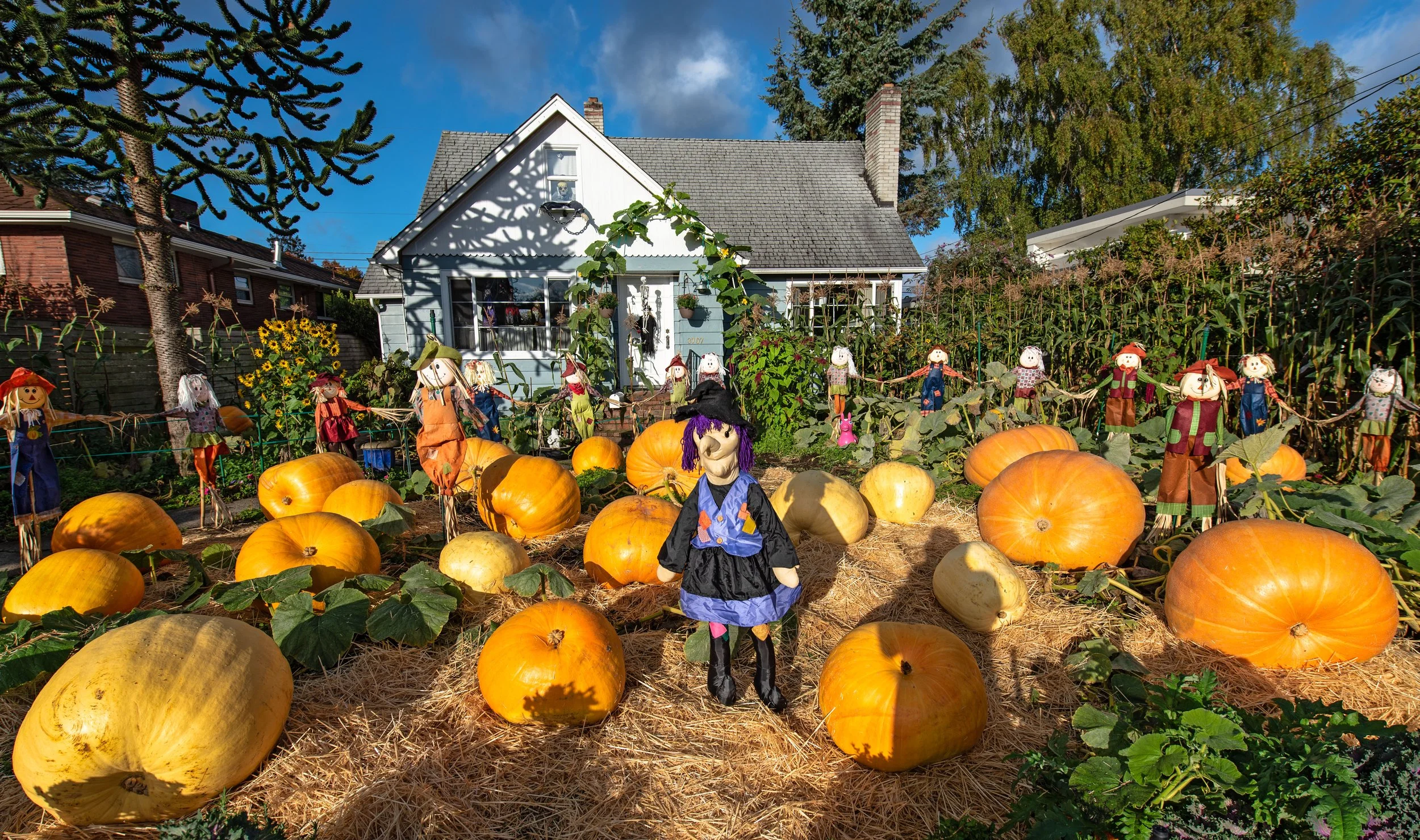 Magnolia Pumpkin Patch — Greg Shaw