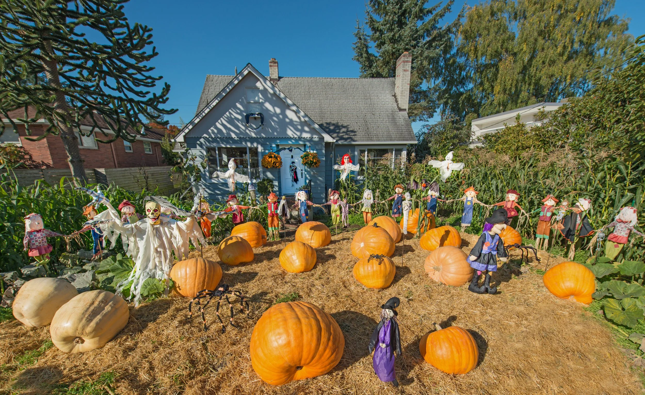 Magnolia Pumpkin Patch — Greg Shaw