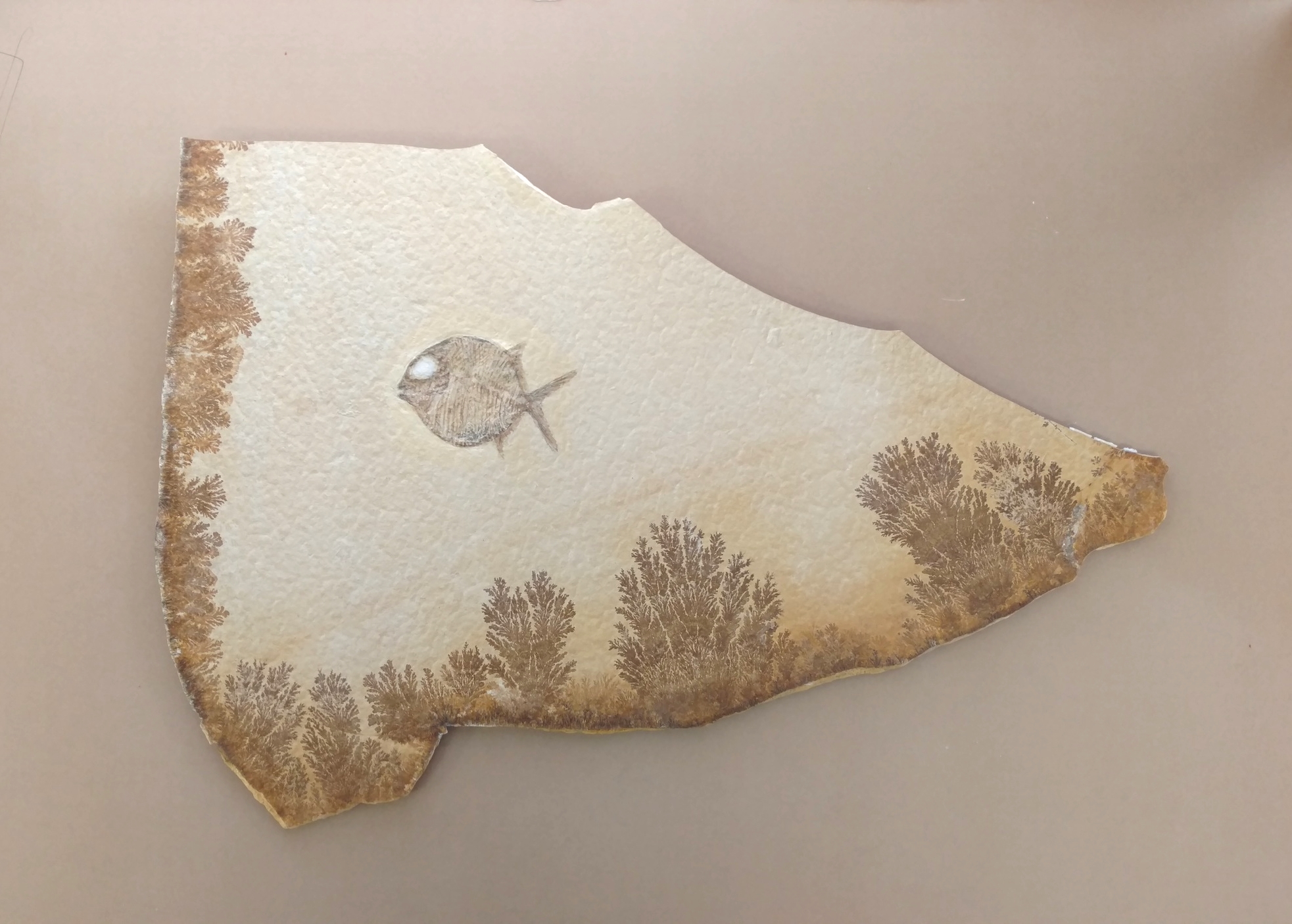 Baby Moon Fish Fossil — The Jewel