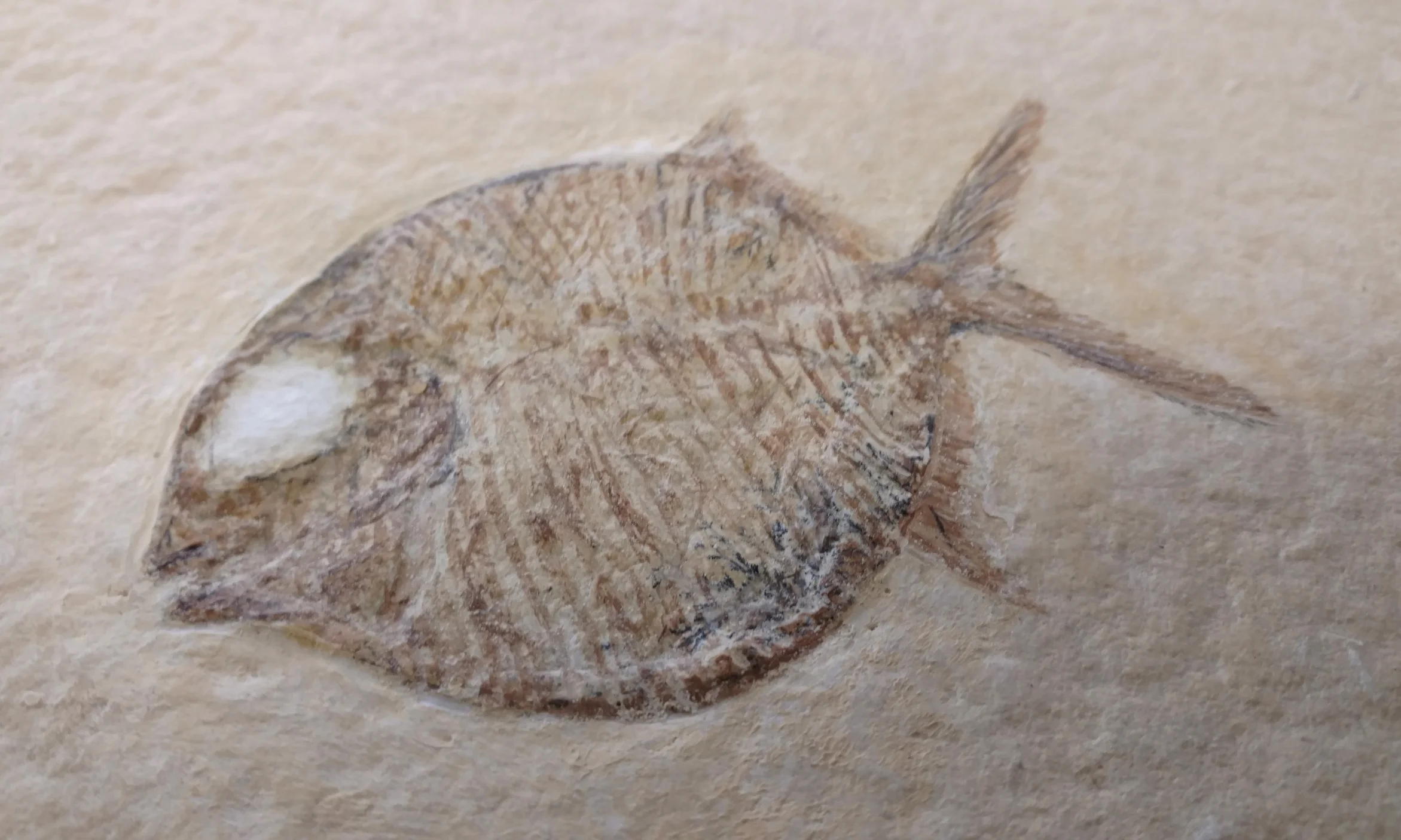 Baby Moon Fish Fossil — The Jewel