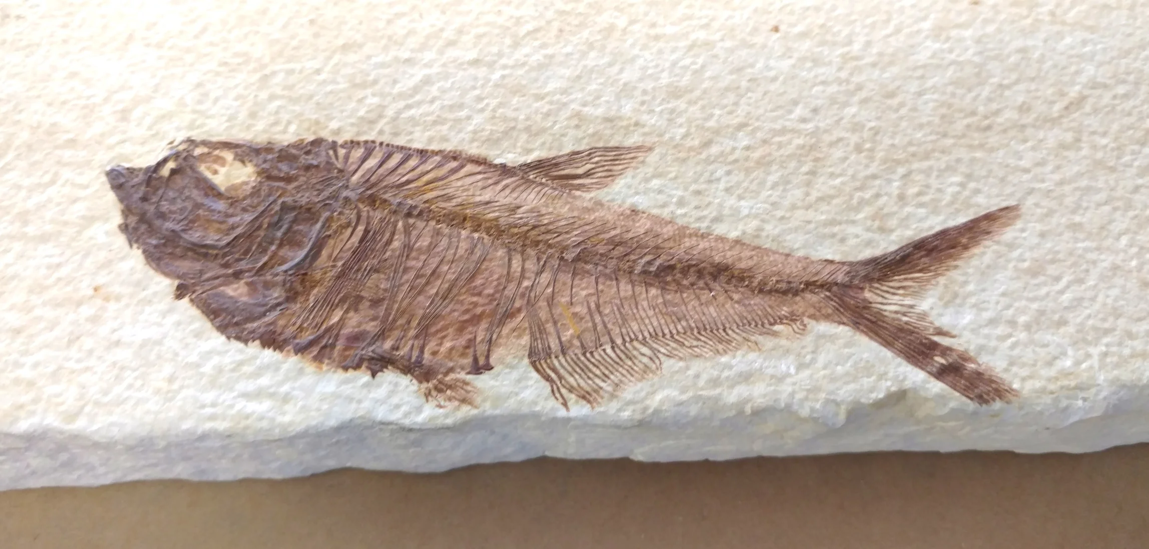 Fish Fossil