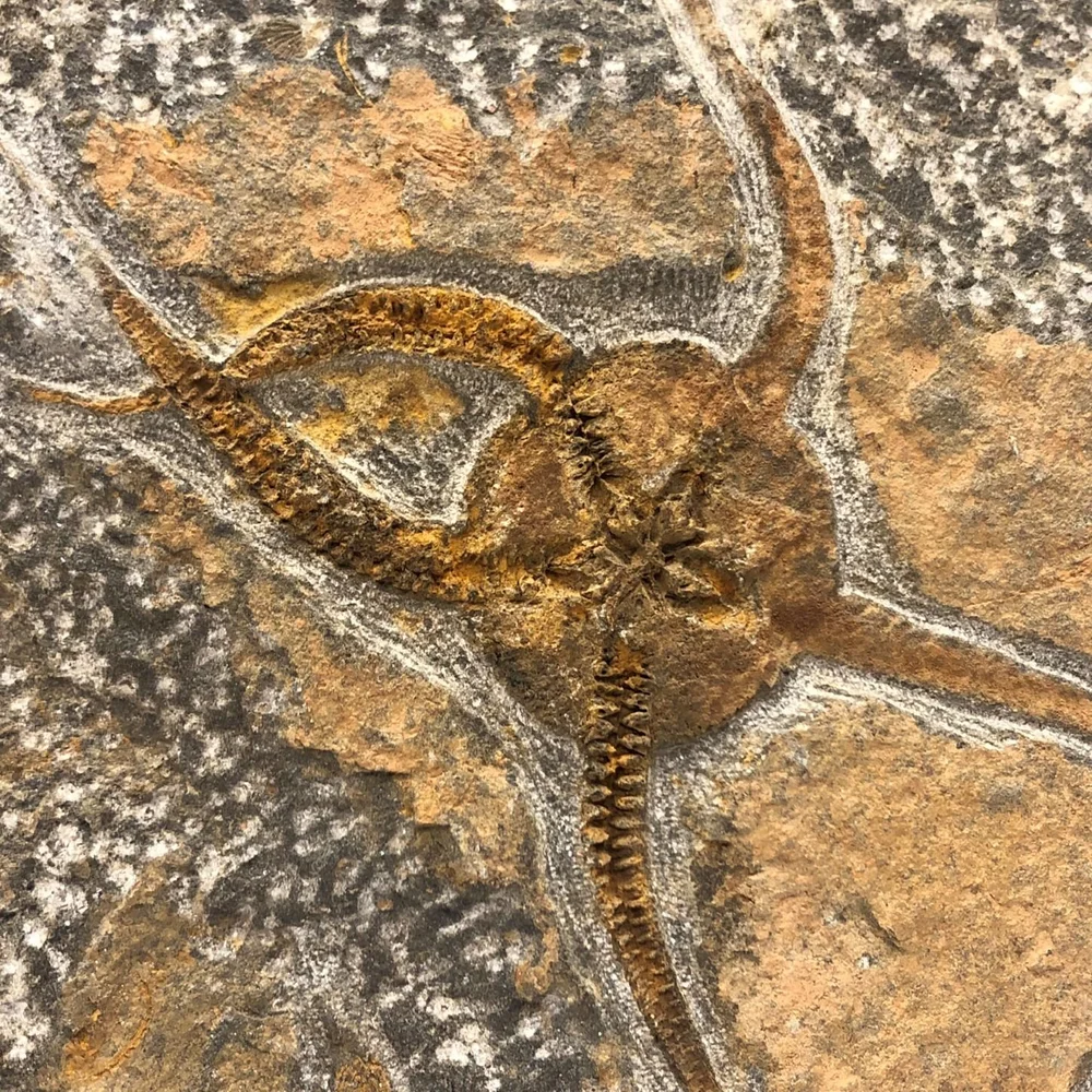 Starfish Fossils