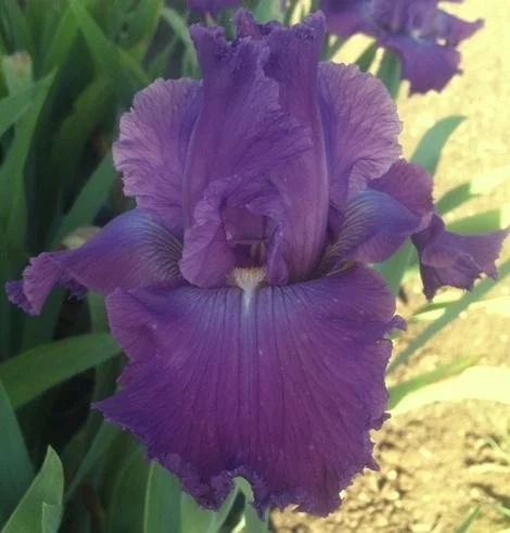 Chantell's Lace (Nicodemus 08) — Rockytop Gardens