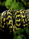 Carpet Pythons in Captivity and Nature — NDIS Programs | Australian ...
