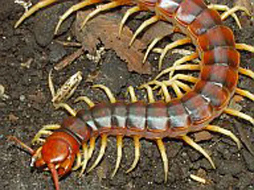 Australian Centipedes — NDIS Programs | Australian Wildlife | Boutique ...
