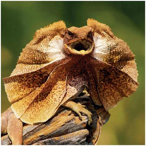 Frilled To Bits: Breeding Frill-Necked Lizards — NDIS Approved Programs ...