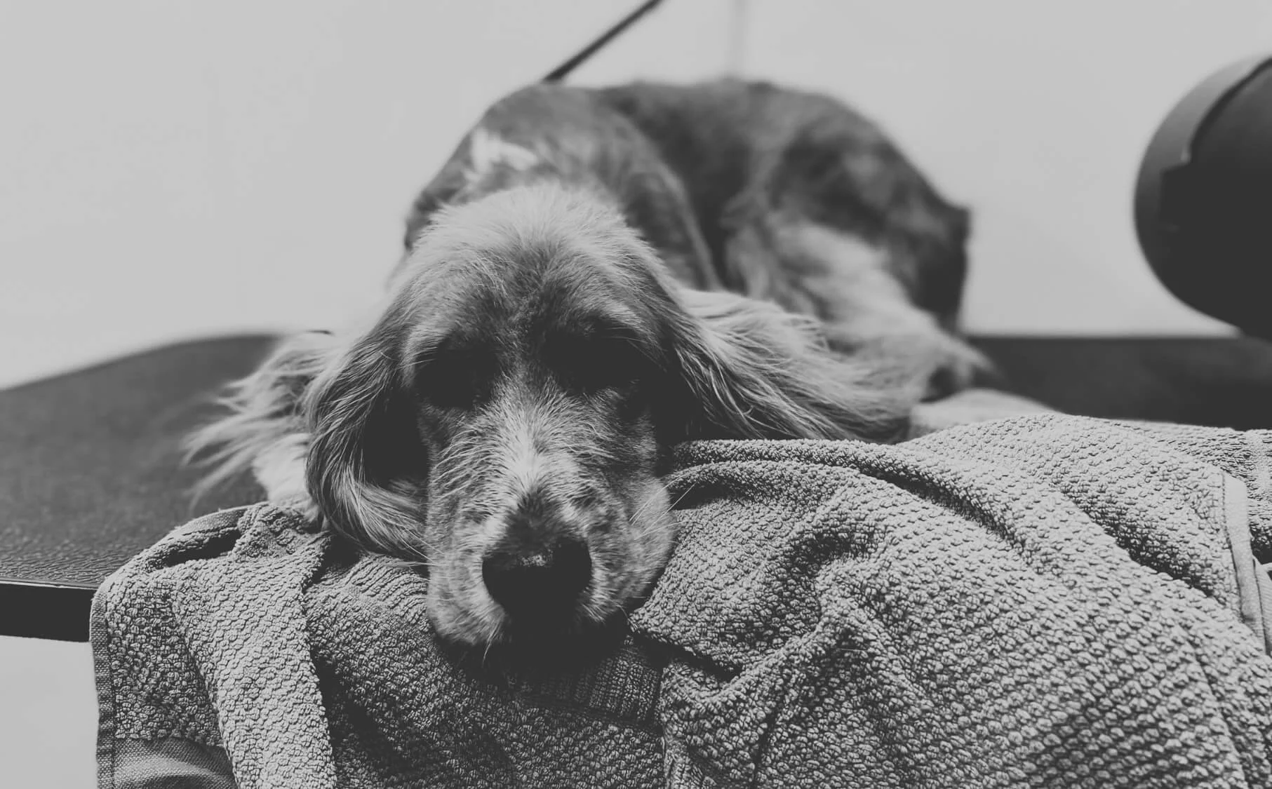 Doggy Dooz Dog Grooming