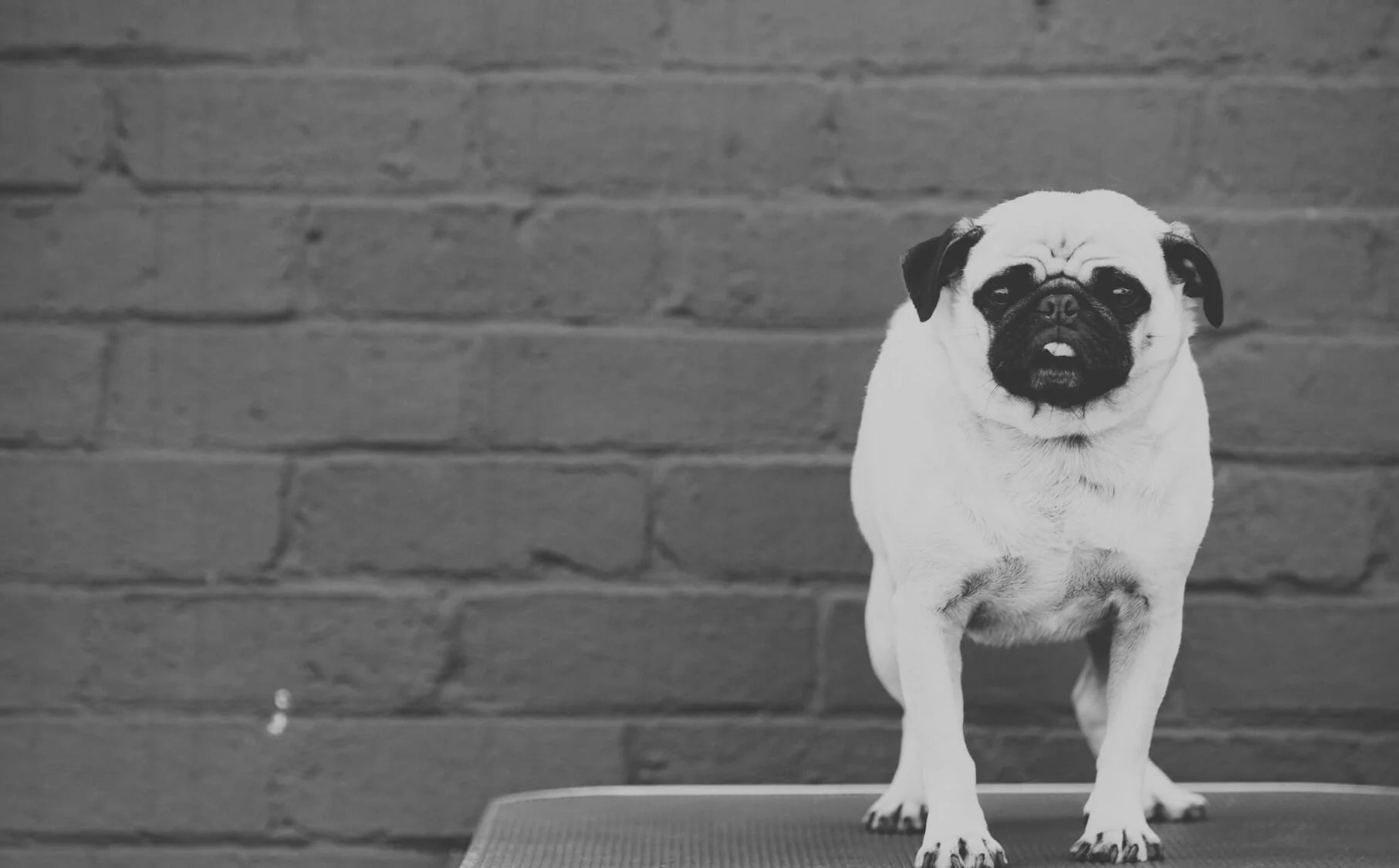 Doggy Dooz Dog Grooming