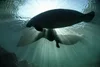 Unraveling the Manatee-to-Mermaid Theory: Myth vs. Reality — River Ventures