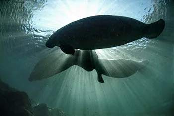 Unraveling the Manatee-to-Mermaid Theory: Myth vs. Reality — River Ventures