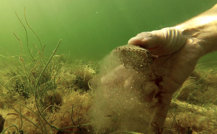 Scalloping Tour 2025 | Homosassa & Crystal River | Florida