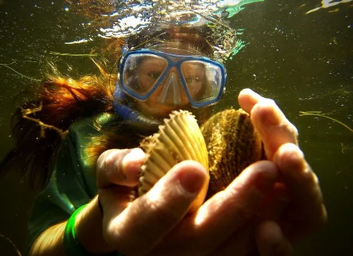 Scalloping Tour 2025 | Homosassa & Crystal River | Florida