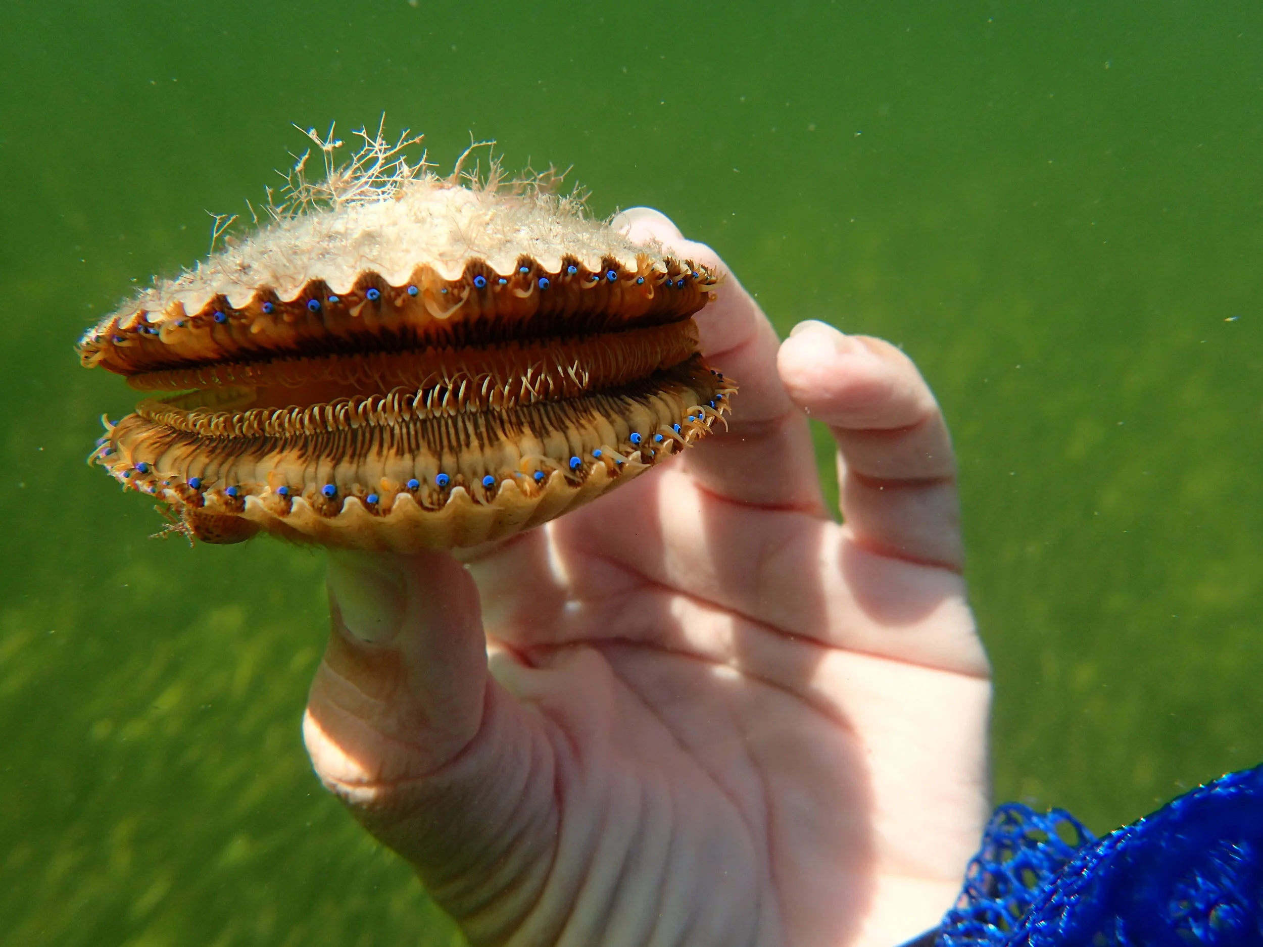 What it Means to Scallop! | River Ventures — River Ventures