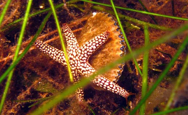 Scalloping Tour 2025 | Homosassa & Crystal River | Florida