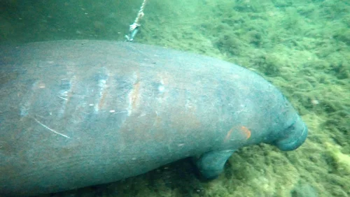 How Big Are Manatees? Discover Their Impressive Size and Gentle Nature ...