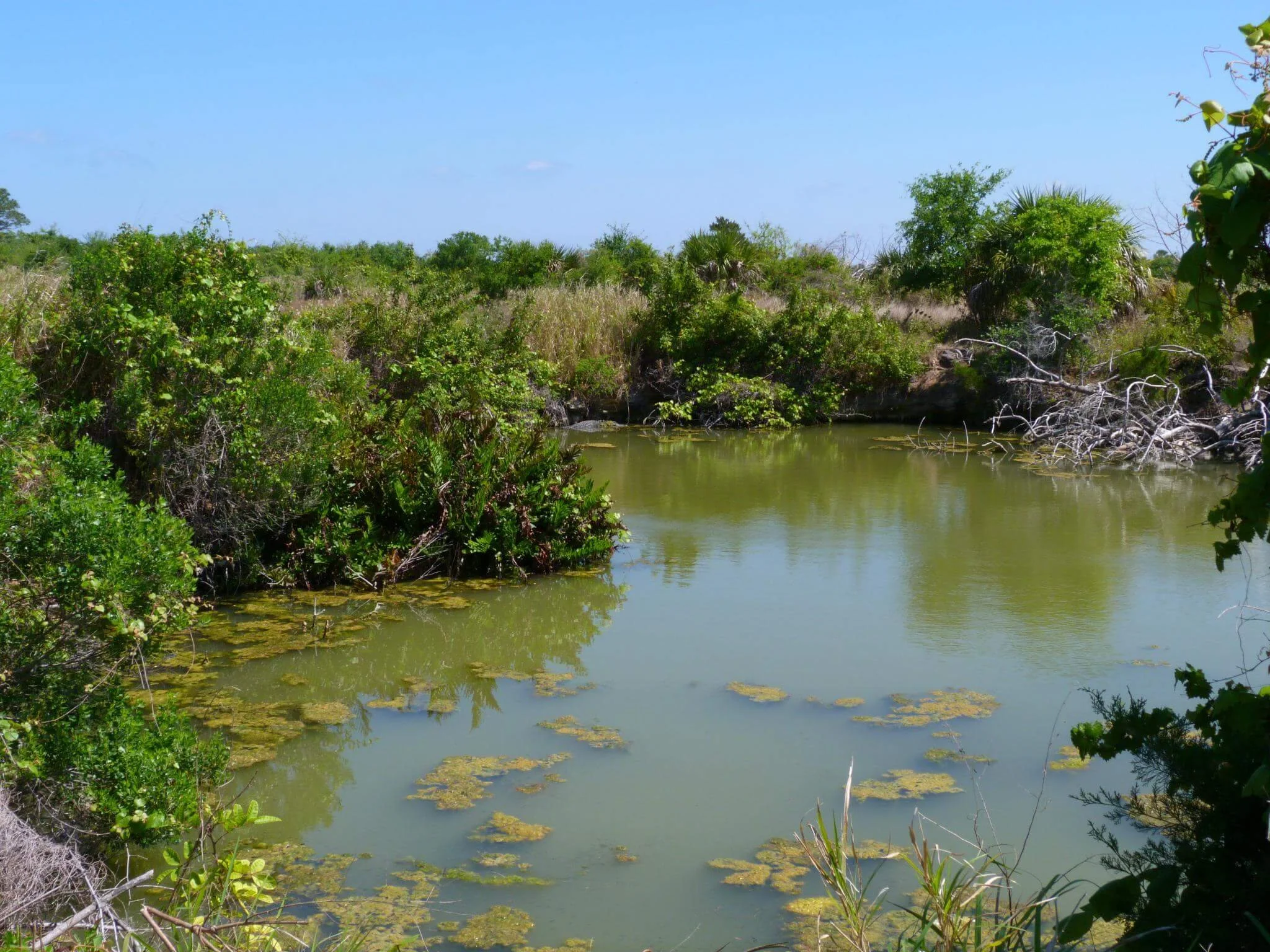 Manatee Magic: Discover Where to Find These Majestic Creatures in ...
