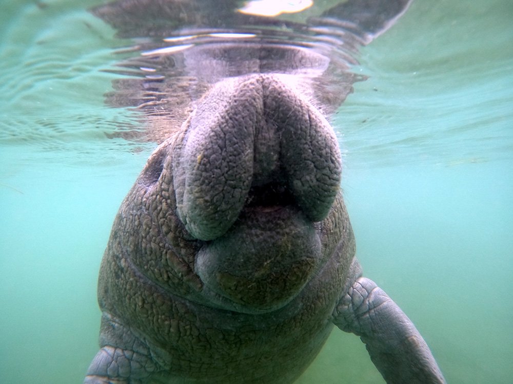 Manatee Mouth