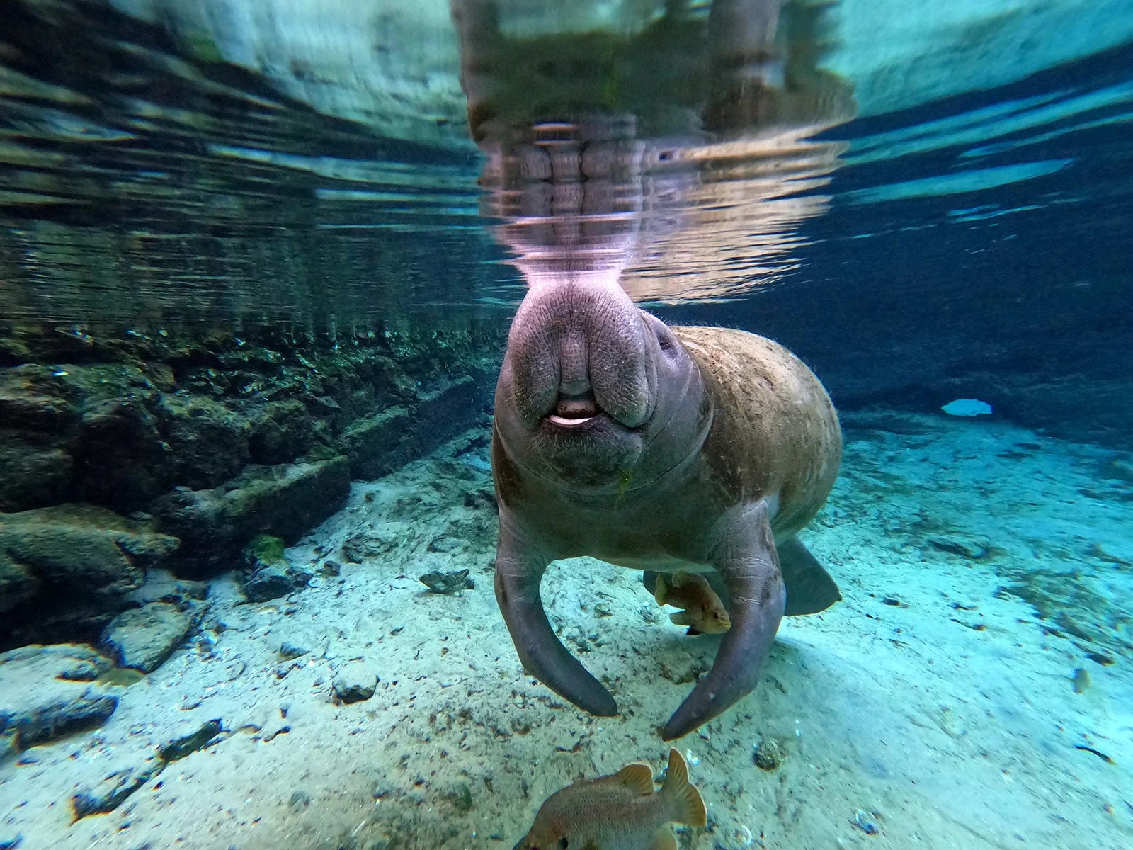 Manatee Myths Debunked: The Truth About Our Gentle Giants — River Ventures