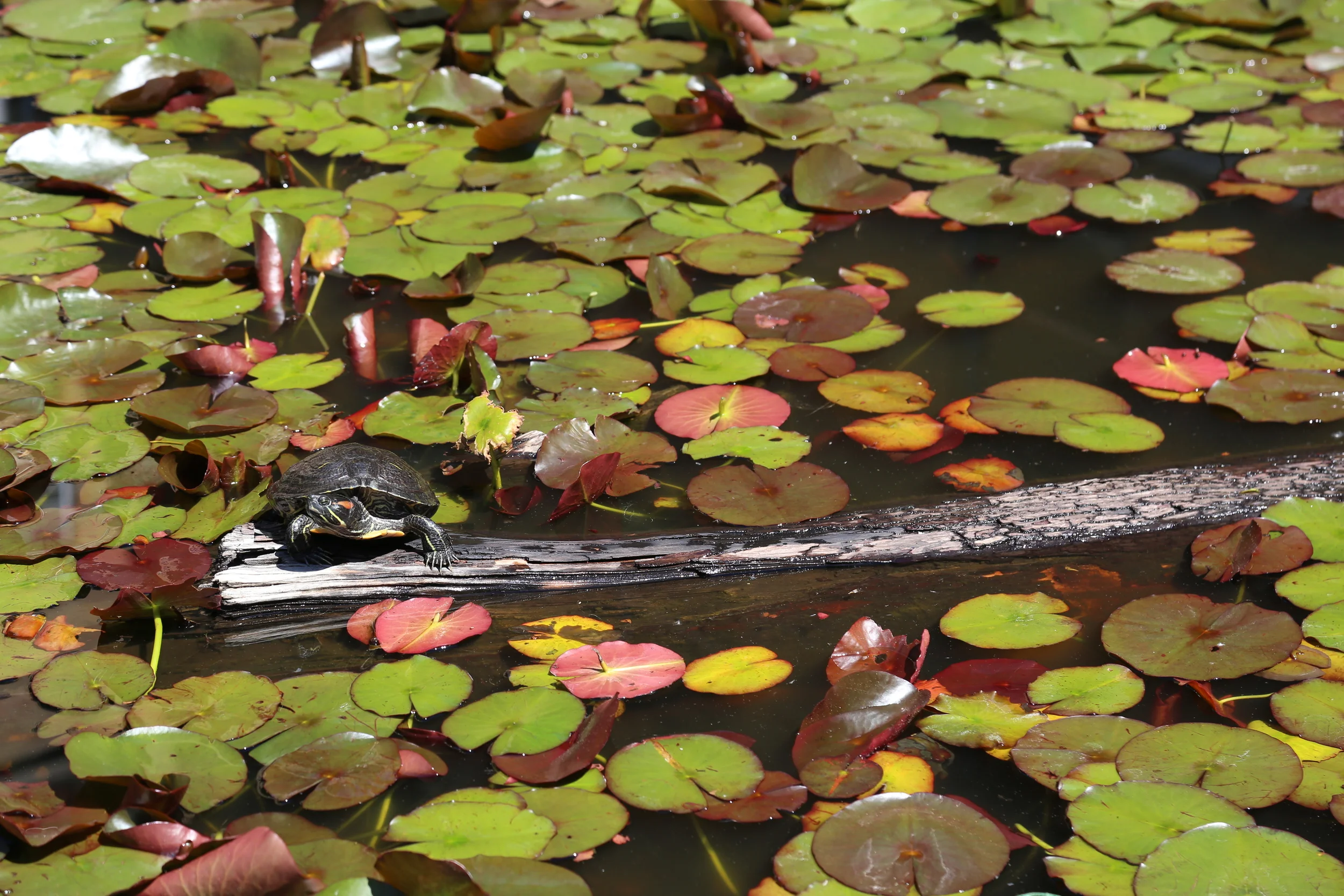 Hidden Gems Northwest: Bastyr University + Saint Edward Park — Rain or ...